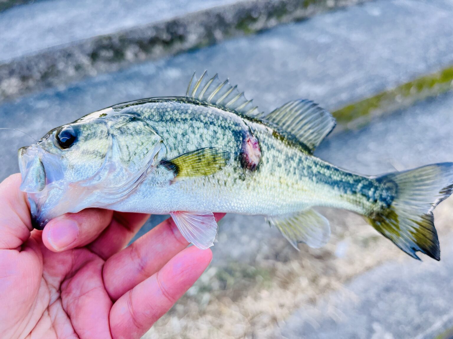 琵琶湖北湖50UPチャレンジは不発も彦根旧港で癒しの小バス釣り | しまかぜ工房のちまラバ日和
